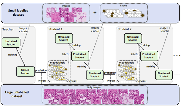 Transfer learning in medical imaging: classification and segmentation ...