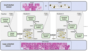 Transfer learning in medical imaging: classification and segmentation ...