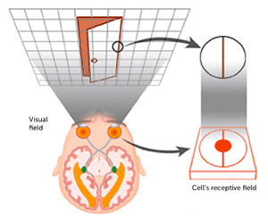 Understanding the receptive field of deep convolutional networks | AI Summer
